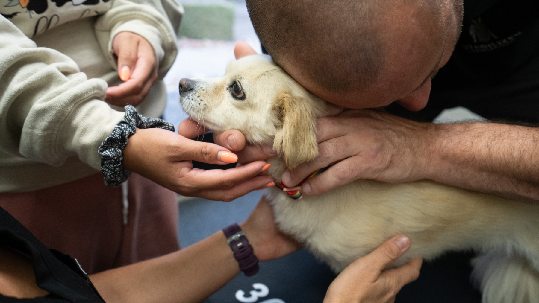 Marin Animal Chiropractic Care for Dogs, Cats, Horses